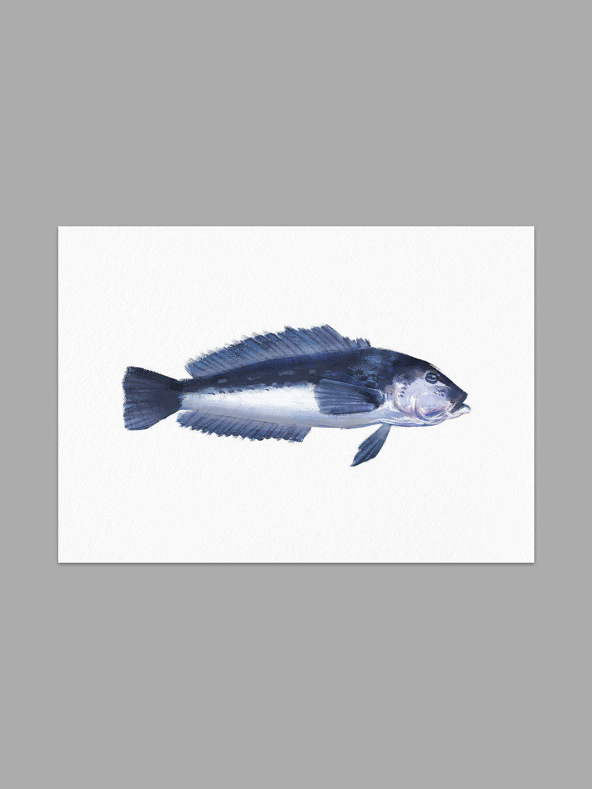 BLUE COD A3 PRINT– Just Another Fisherman