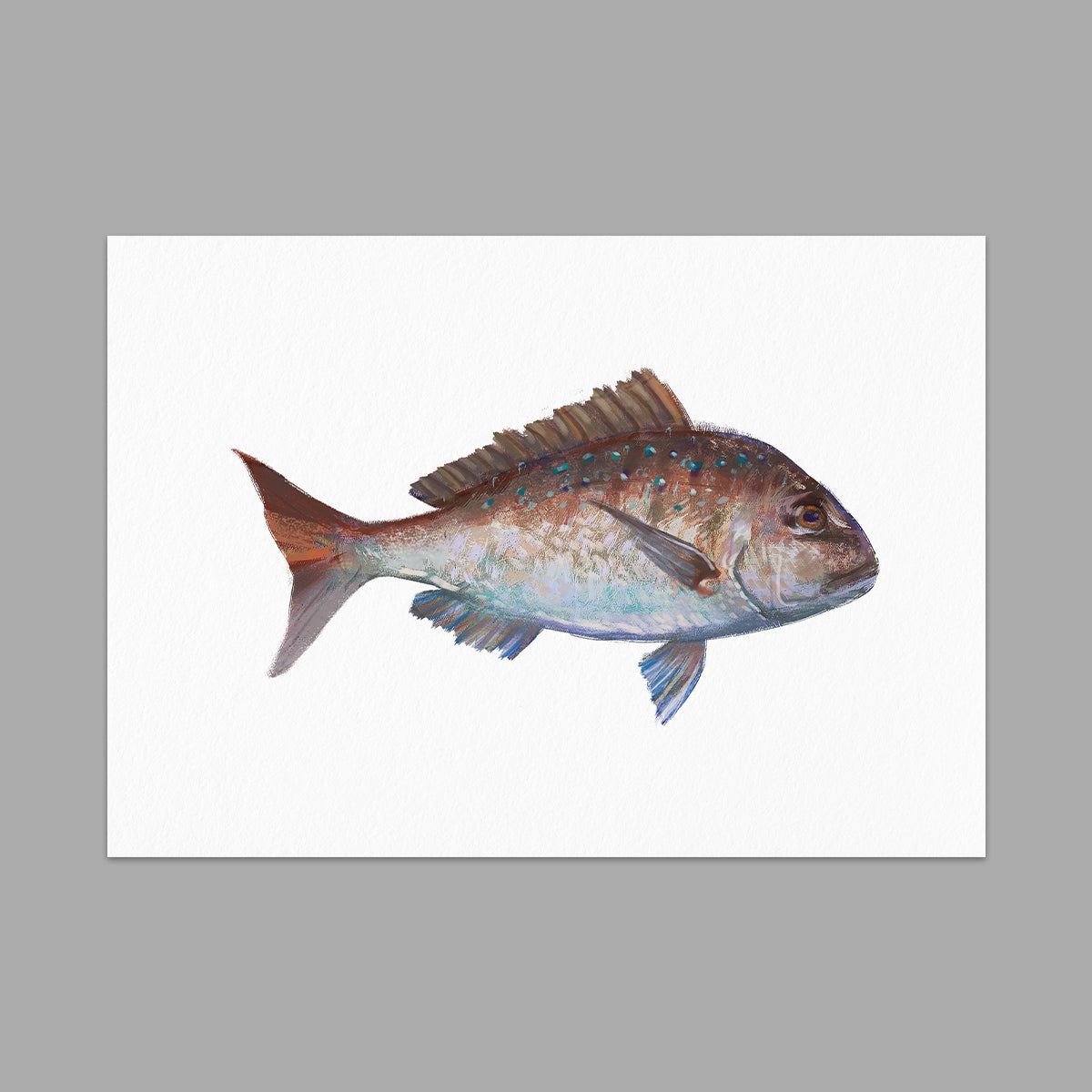SNAPPER A3 PRINT– Just Another Fisherman